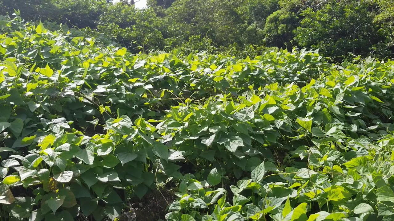 Frijol rosado - YouTube