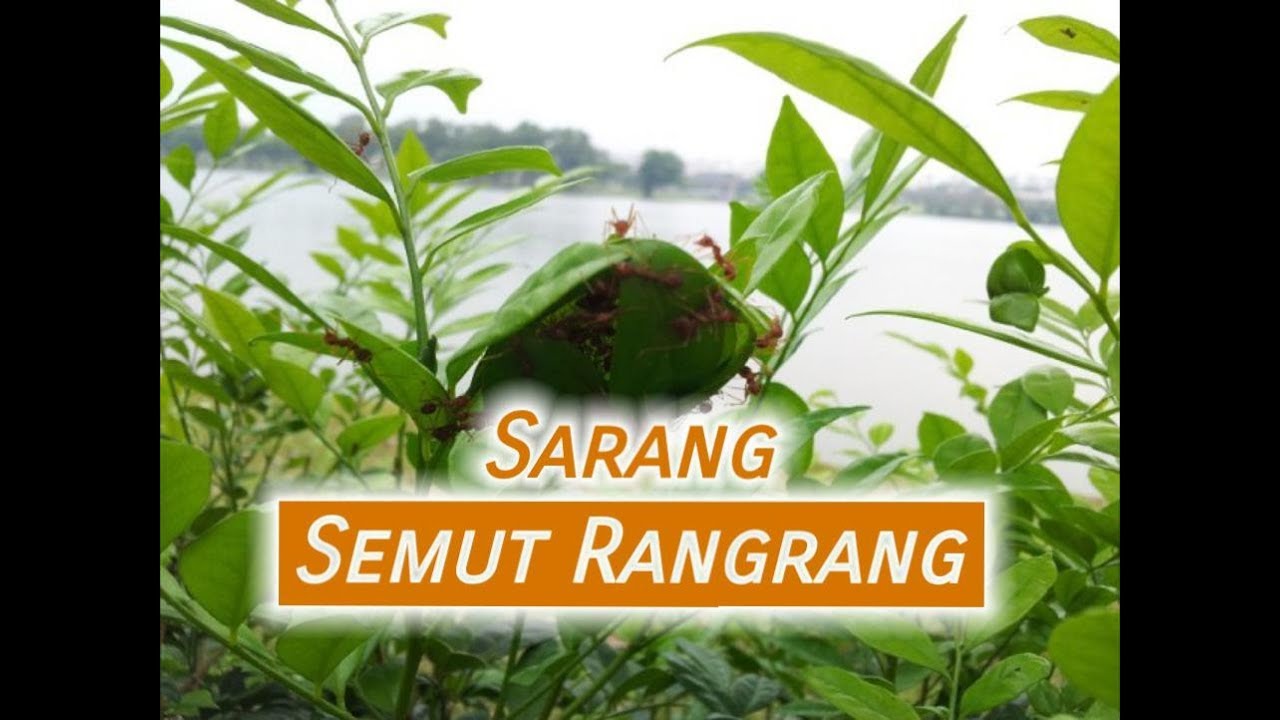 Sarang semut RANGRANG Liar - YouTube