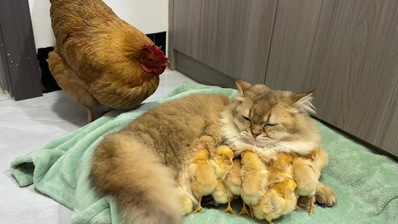 The hen suspects the kitten has stolen the chicks!The cat returned the ...