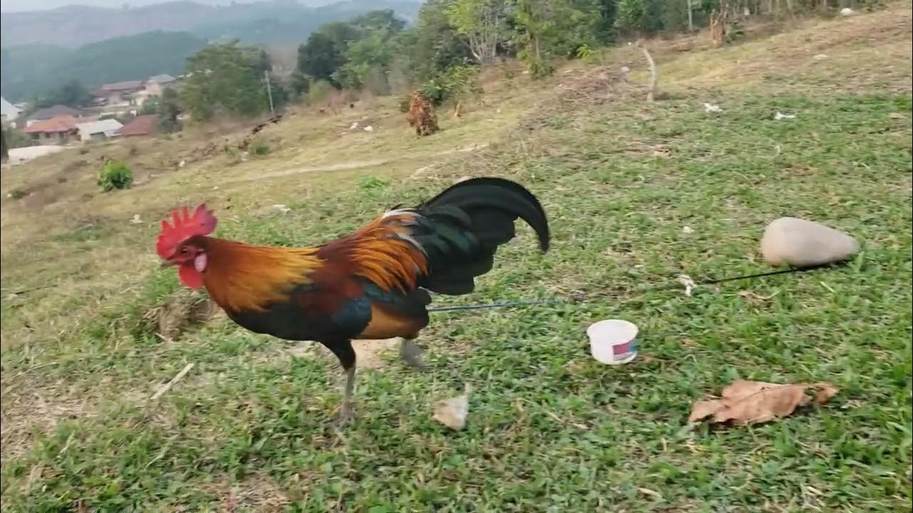 coj peb lo saib kv tsob noob qaib tuaj zoo - YouTube