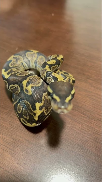 Curious Little Ball Python - YouTube