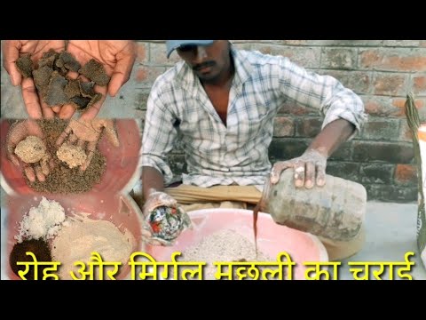 How to fishing feed rohu machli ki charai mirgal fish ka charai #rohu ...
