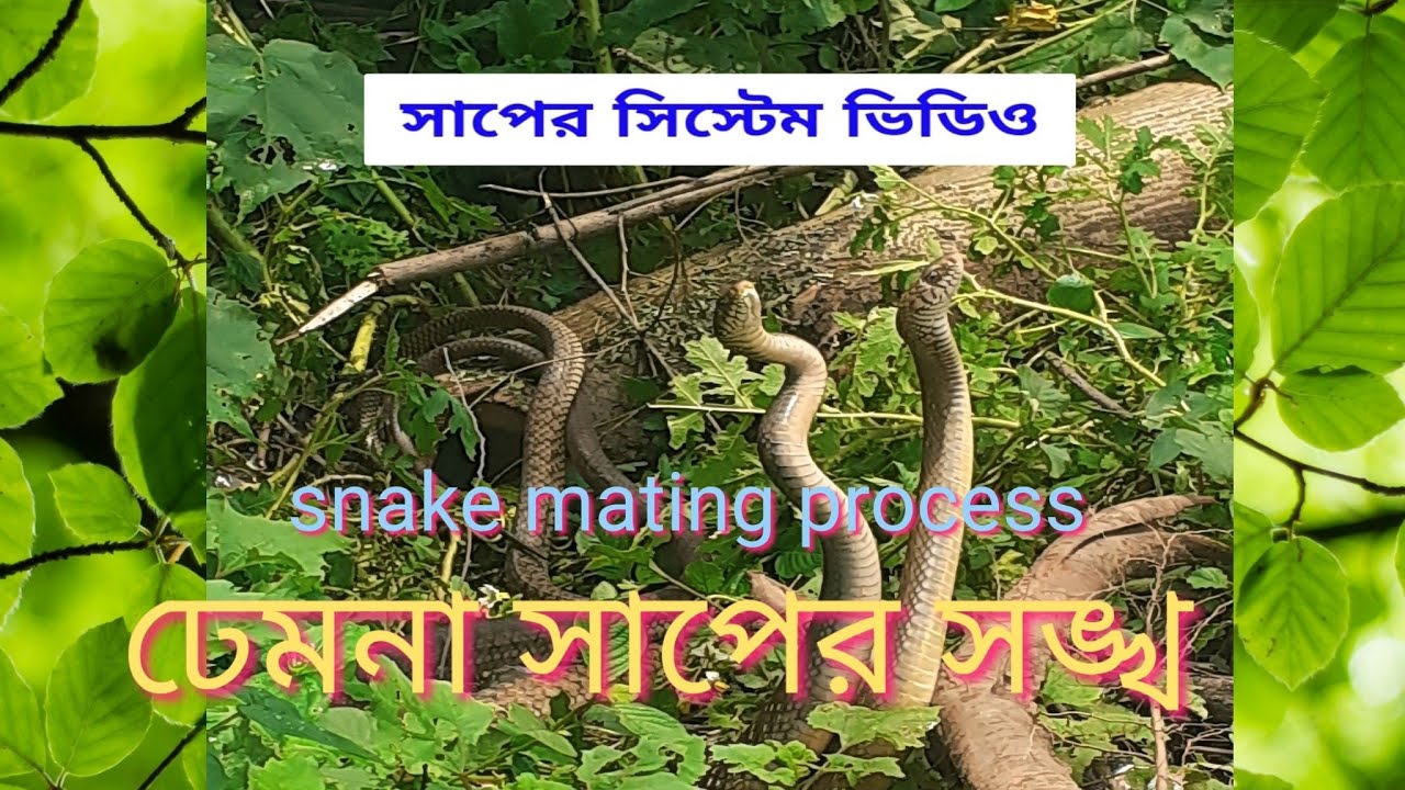 Indian rat snake mating style || ঢেমনা সাপের সঙ্খ || snake mating ...