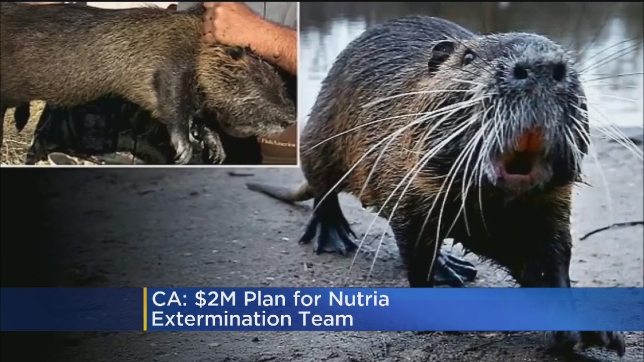 Fish And Wildlife Pushing For Nearly $2M Plan To Exterminate Nutria ...