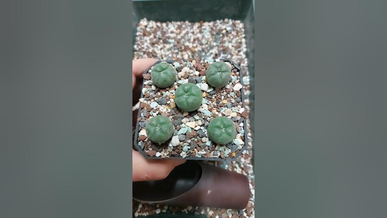 Short instructions on how to properly repot cacti. - YouTube