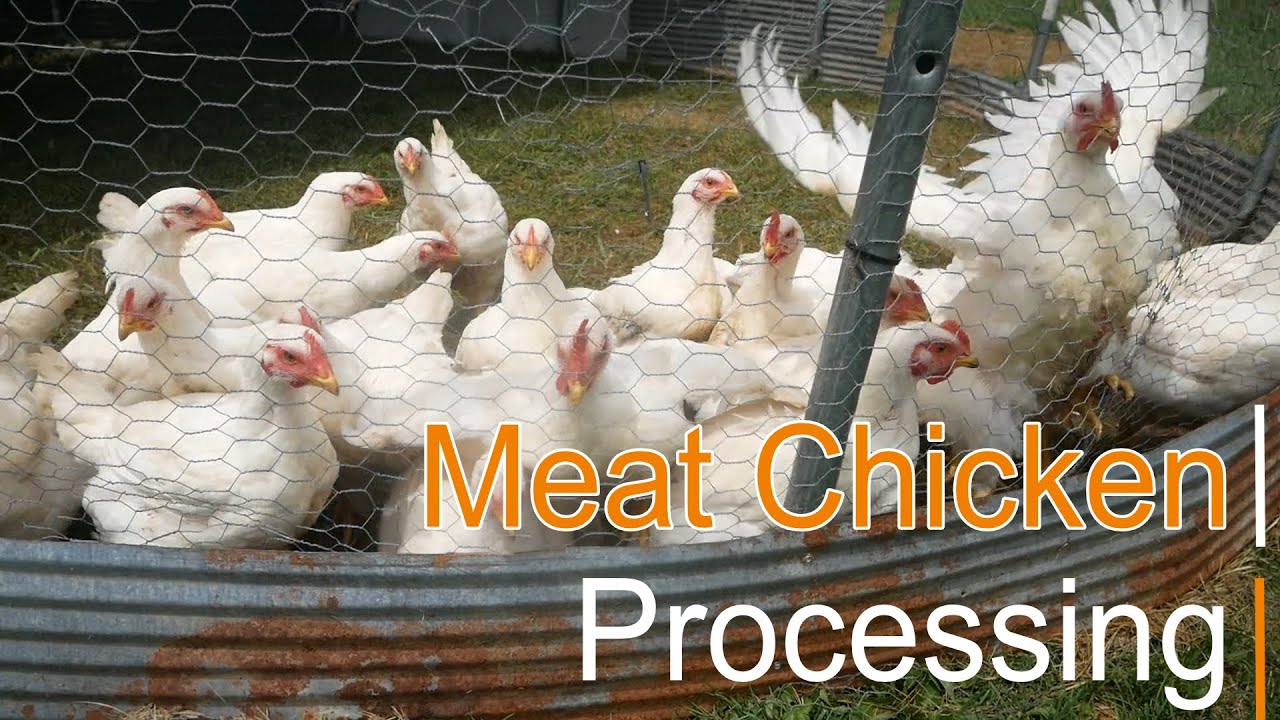 Slaughtering And Butchering - OUR Meat Chicken Process - YouTube