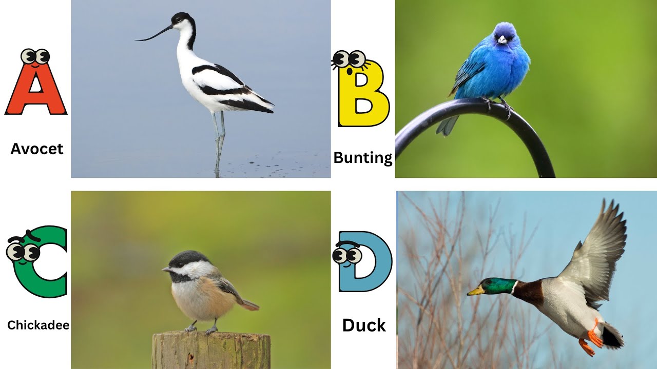 Birds Alphabet Song for Kids | Birds ABC Song | Phonics for Kids | Baby ...