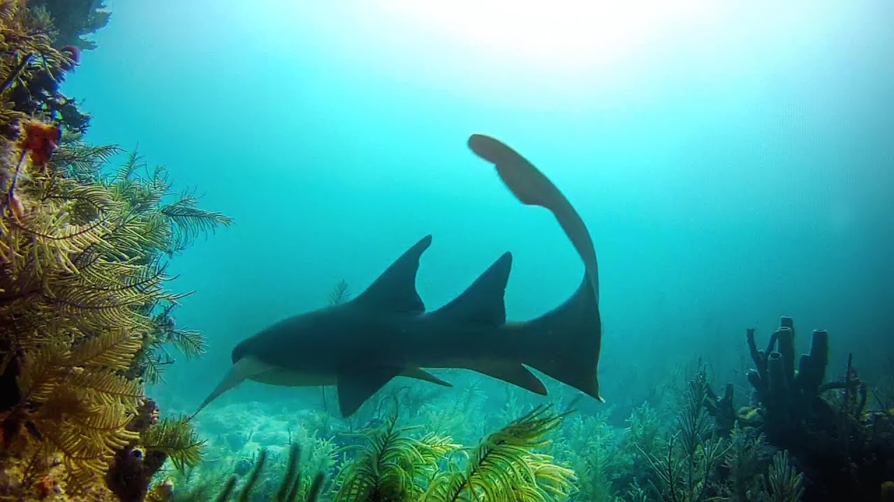 North North Dry Rocks, Key Largo FL - YouTube