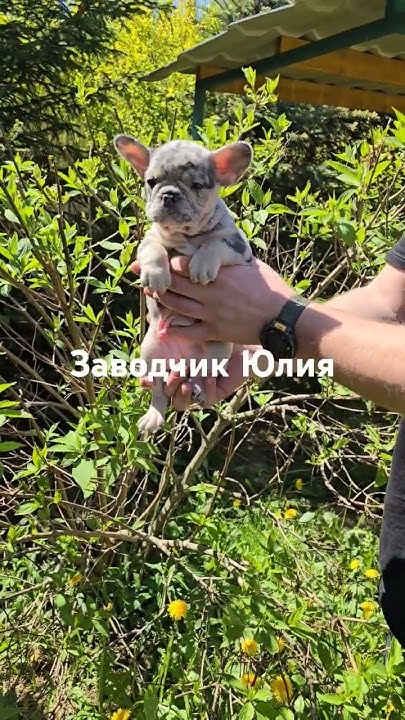 французский бульдог девочка окрас мерле Youtube