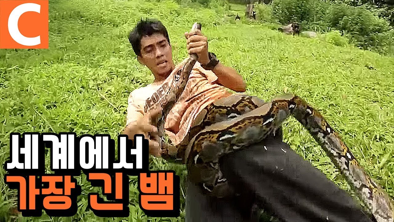 야생의 포식자 세계에서 가장 긴 뱀 그물무늬비단뱀 Youtube