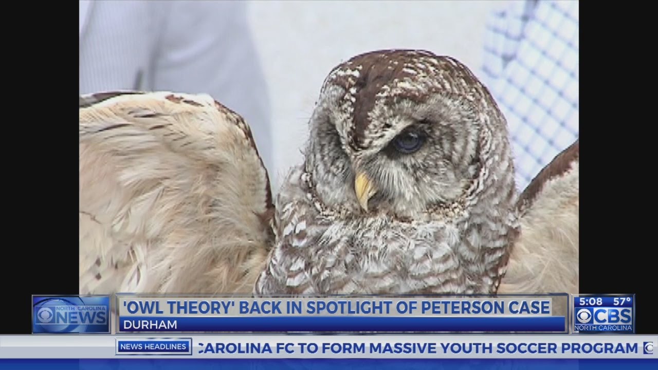 Even after court case ends, Peterson attorney wants to explore owl case ...