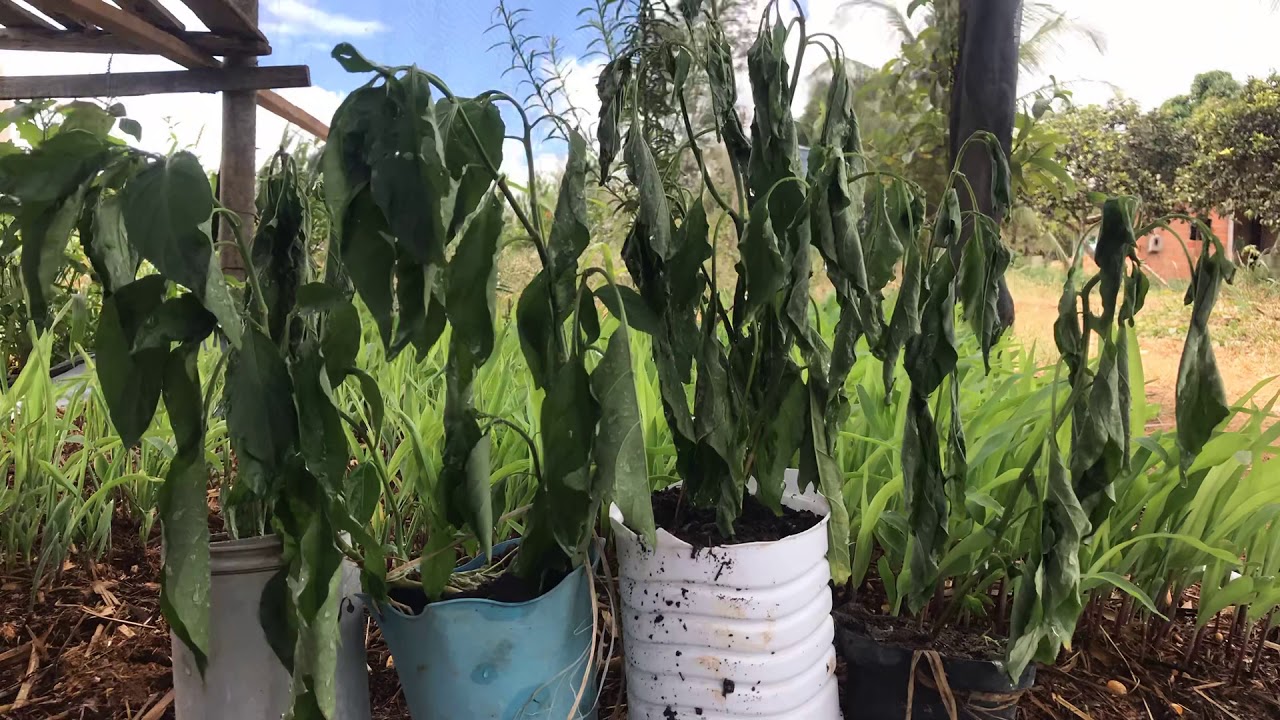 Ponto De Murcha Permanente - LIBRAIN