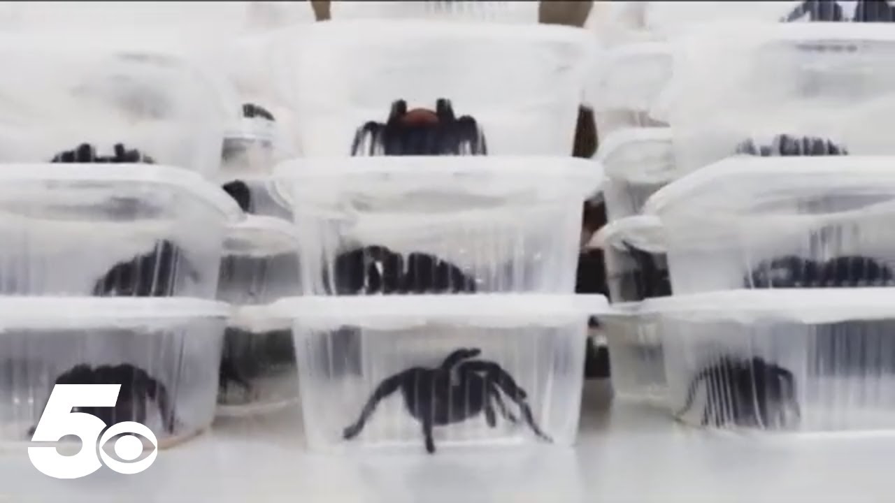 Man tries to smuggle tarantulas internationally - YouTube