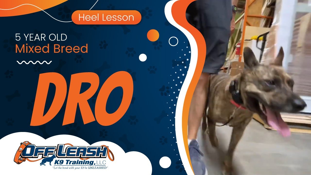 5yo Mixed Breed Dro ~ Best Mixed Breed Trainers ~ Off Leash K9 Training ...