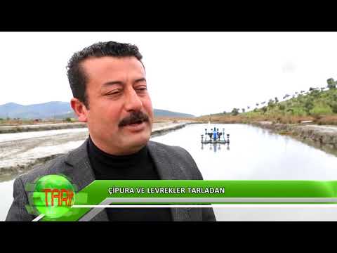Çipura ve levrekler tarladan