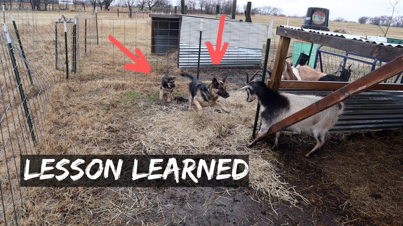 German Shepherd Puppy Gets Taught A Lesson from The Goats - YouTube