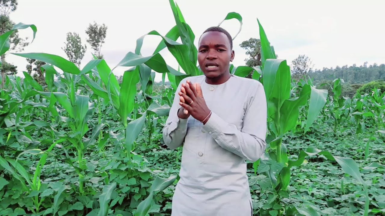 The Magic of intercropping Maize 🌽 and Beans. You need to try this ...