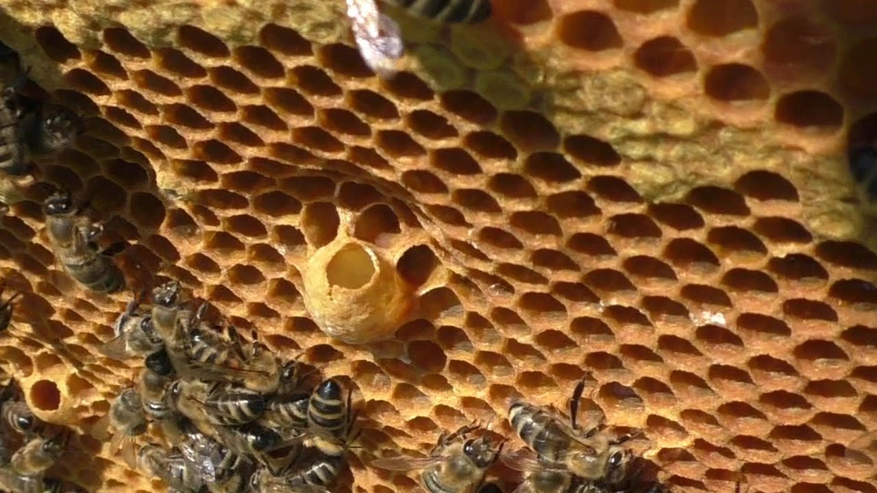 Schwarmverhinderung mit TBE - YouTube