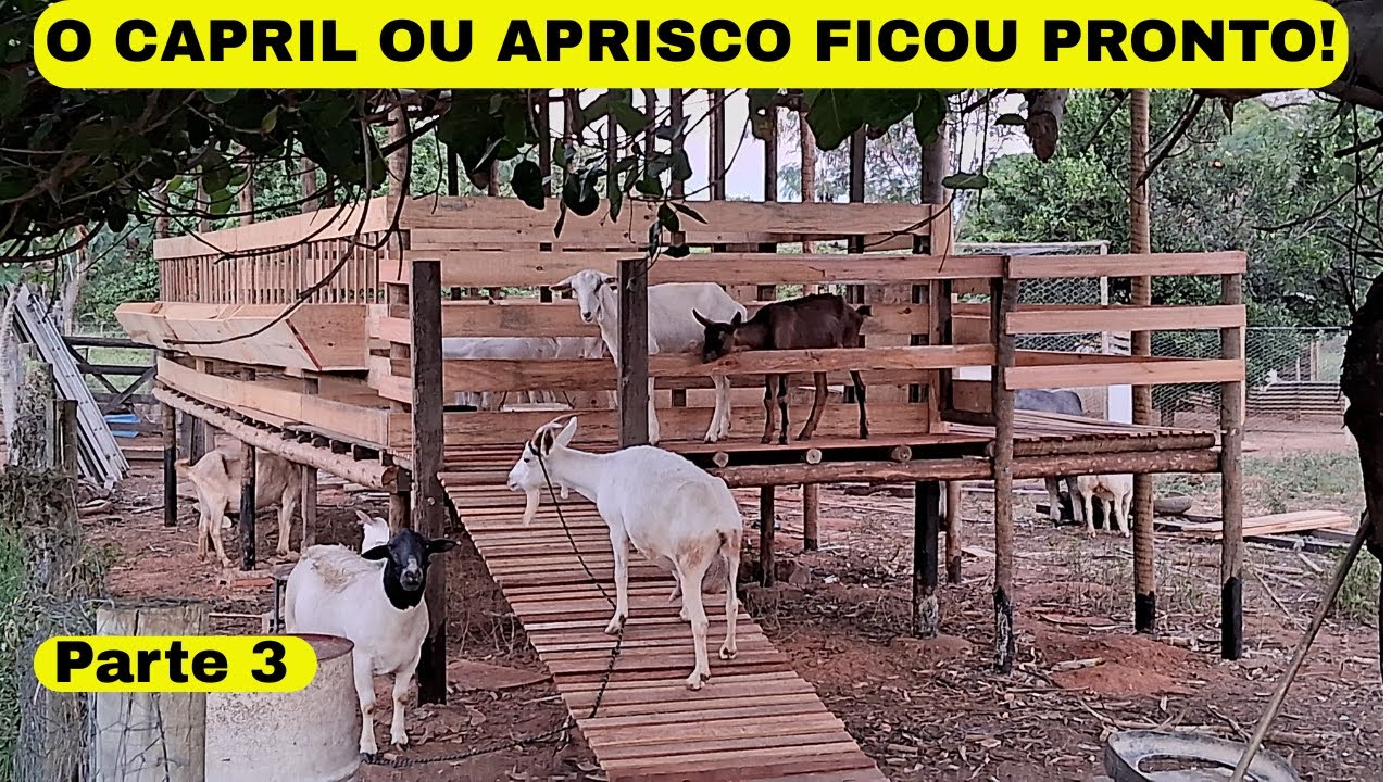 TERMINAMOS A CONSTRUÇÃO DO CAPRIL NO SÍTIO, VEJA COMO FOI E AGORA AS ...