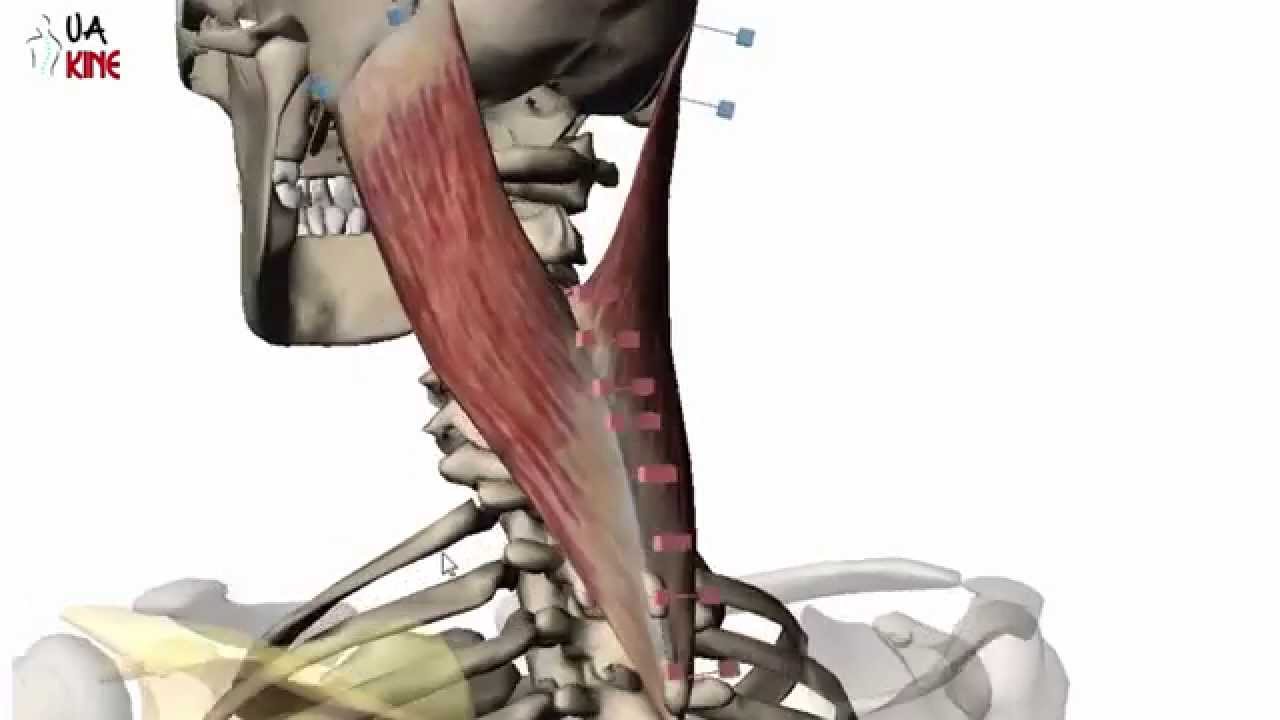 Anatomía Esplenio de la Cabeza (Características) - YouTube