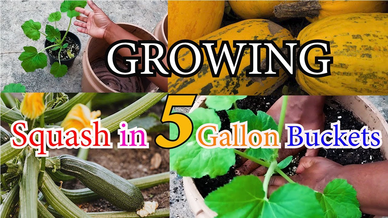 Season 2: EP 40 - 🇯🇲 🇯🇲 GROWING SQUASH IN POTS |THIS IS HOW TO GROW ...