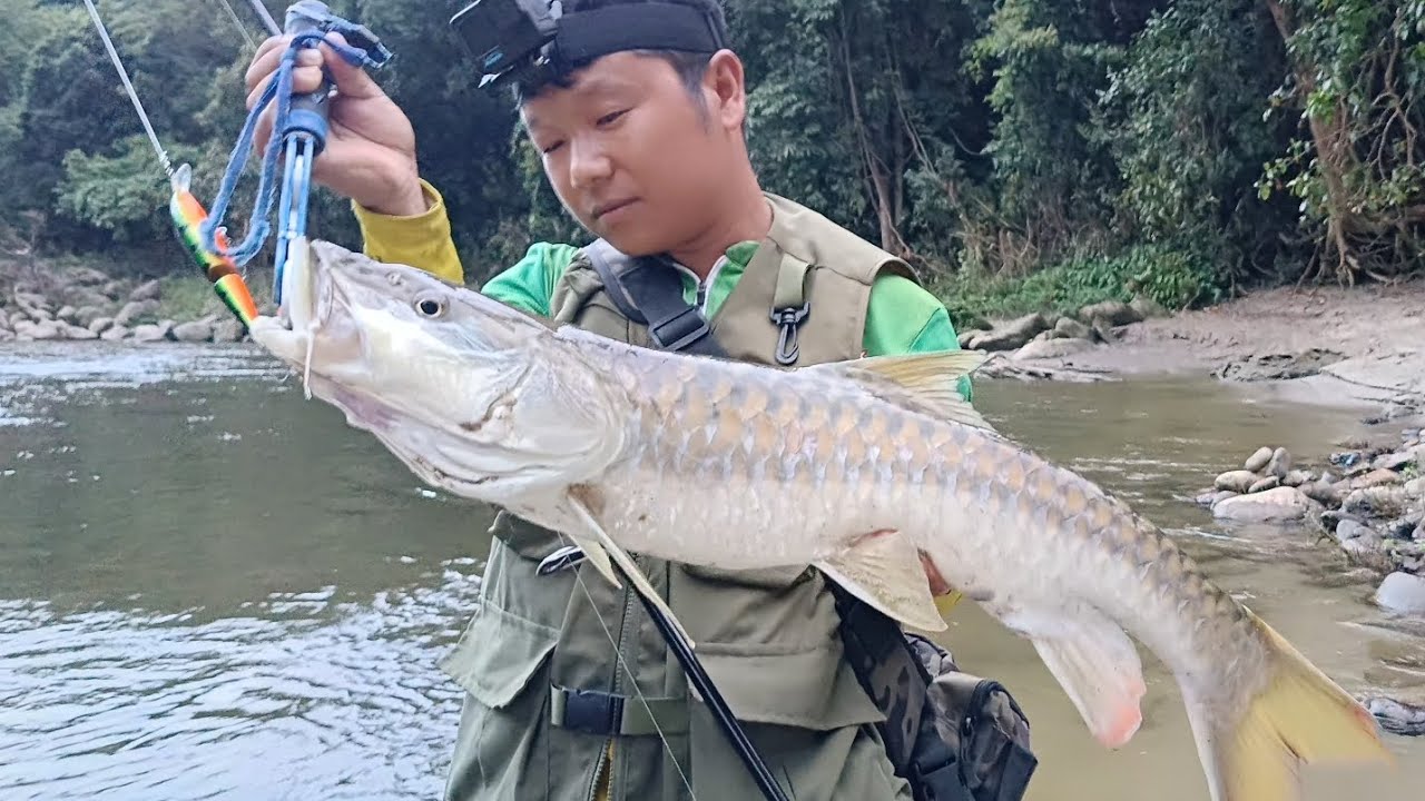 Fighting Fish Golden Mahseer at Pare River #arunachalpradesh, episode ...