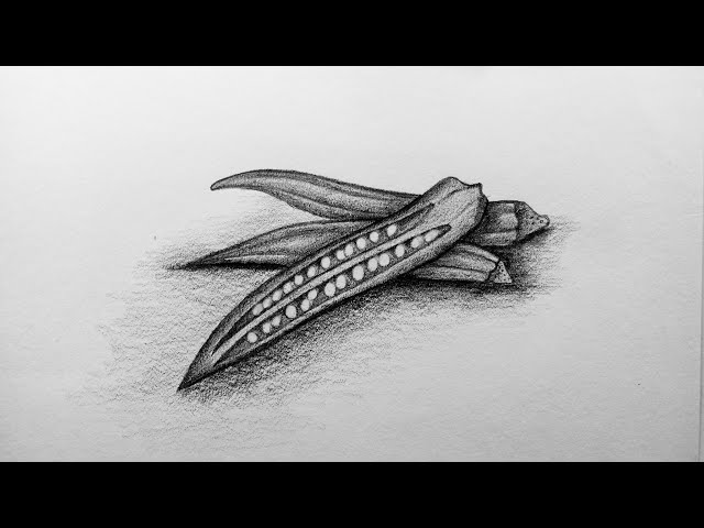 Ladyfinger Outline