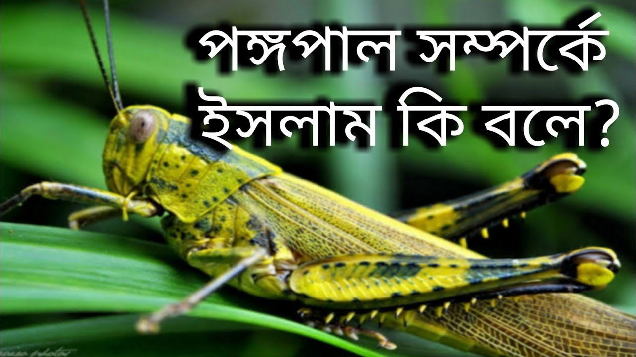 পঙ্গপাল সম্পর্কে ইসলাম কি বলে । locust in Islam । Peace mission । - YouTube