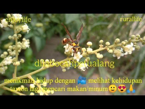 enjoylife📽️tawon,terlihat sangat cantik namun ya tetep bahaya klo ngentop😅🙏