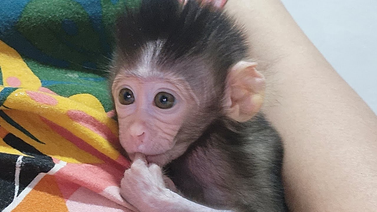 Newborn Baby Monkey Chico is going live! - YouTube