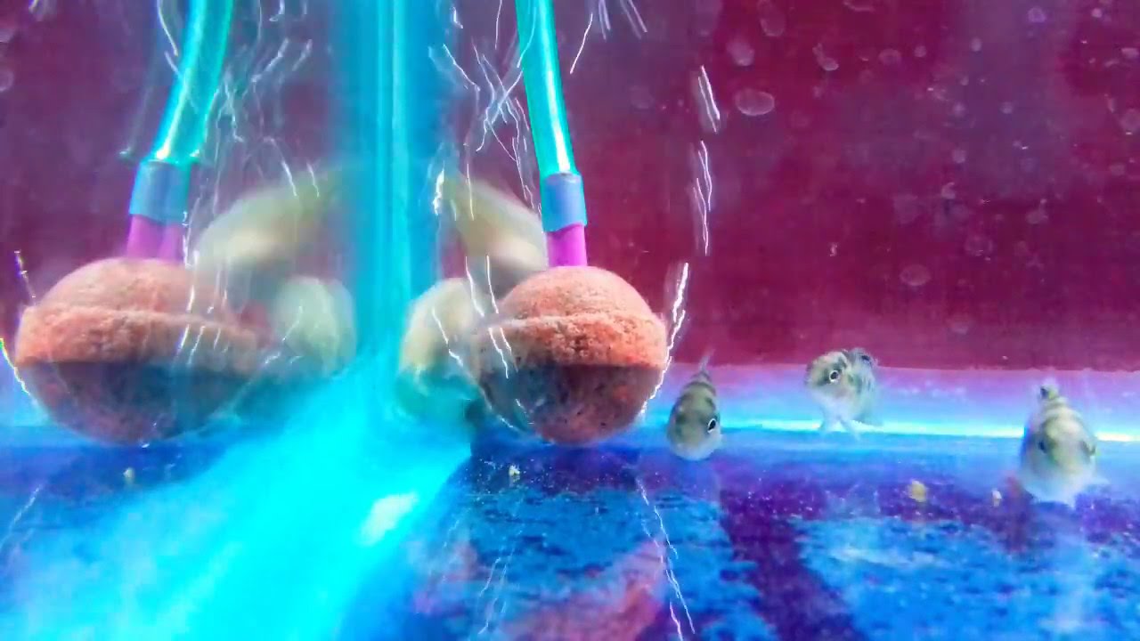 African zebra convict cichlid - YouTube