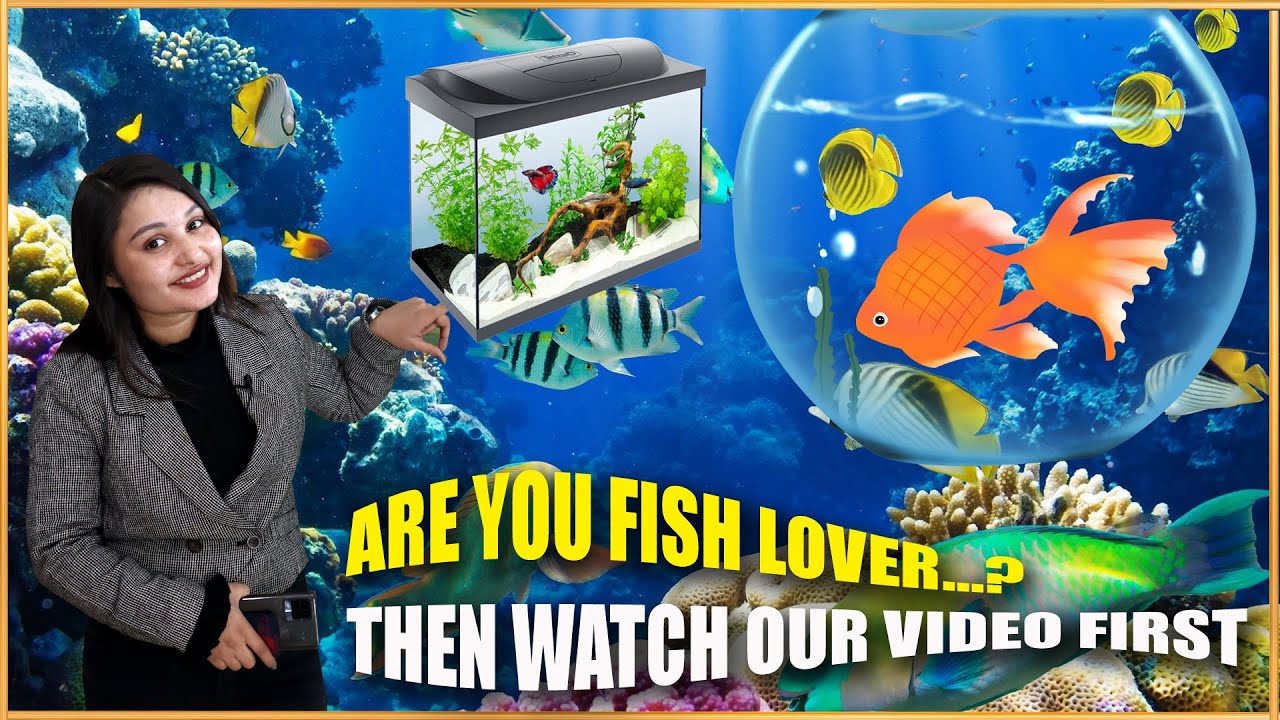 Anjali Fish Aquarium - YouTube