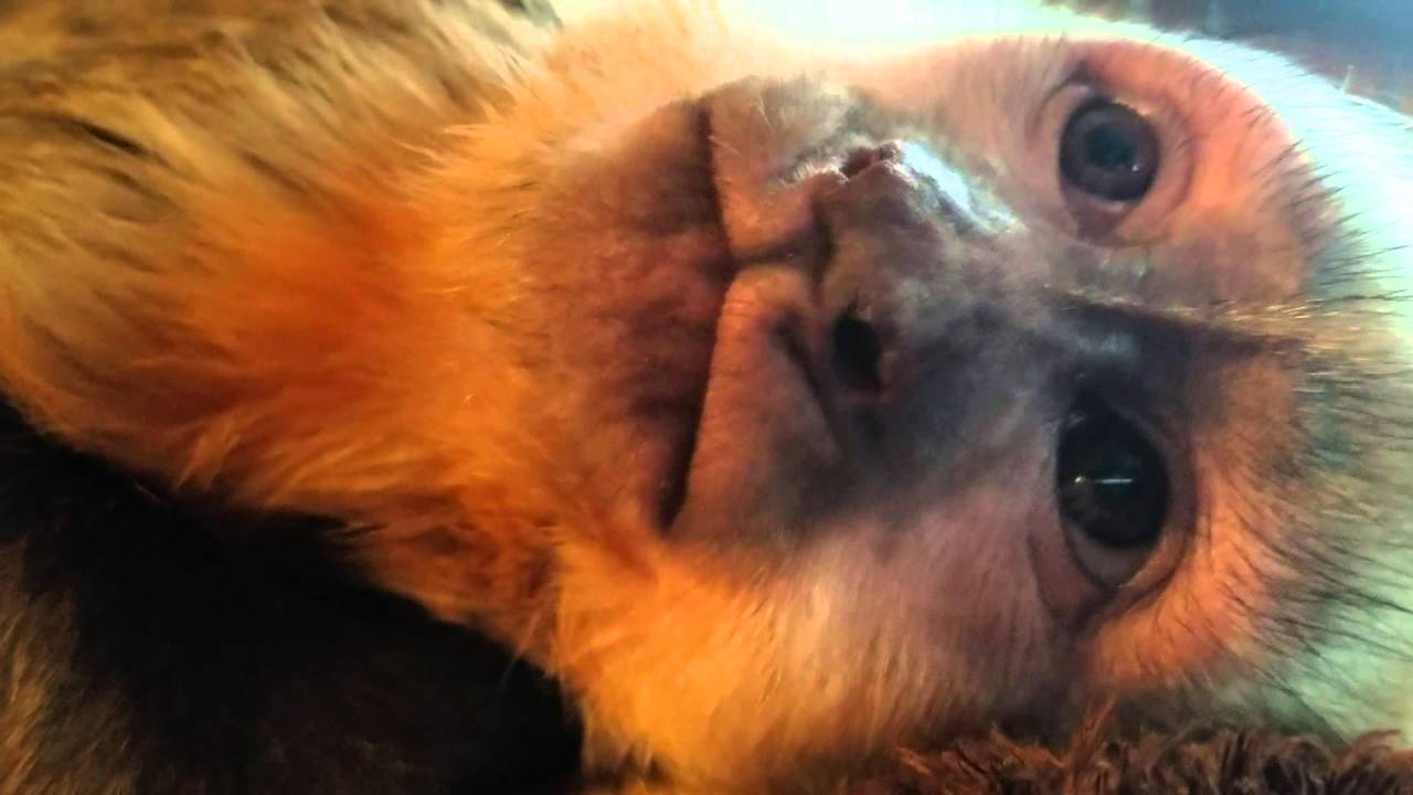 Monkey talk - YouTube