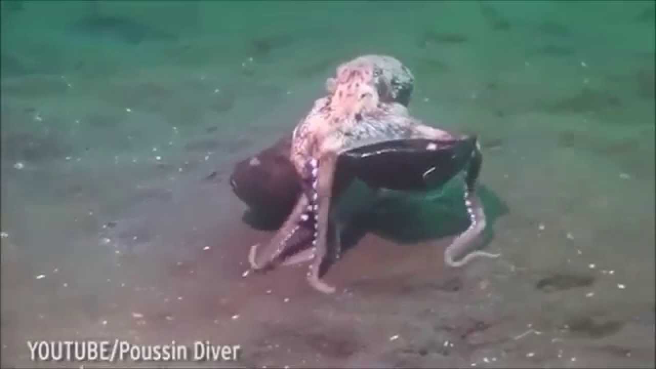 The Octopus & The Coconut【and SHAKE IT ALL UP!】[NEW 2015] - YouTube