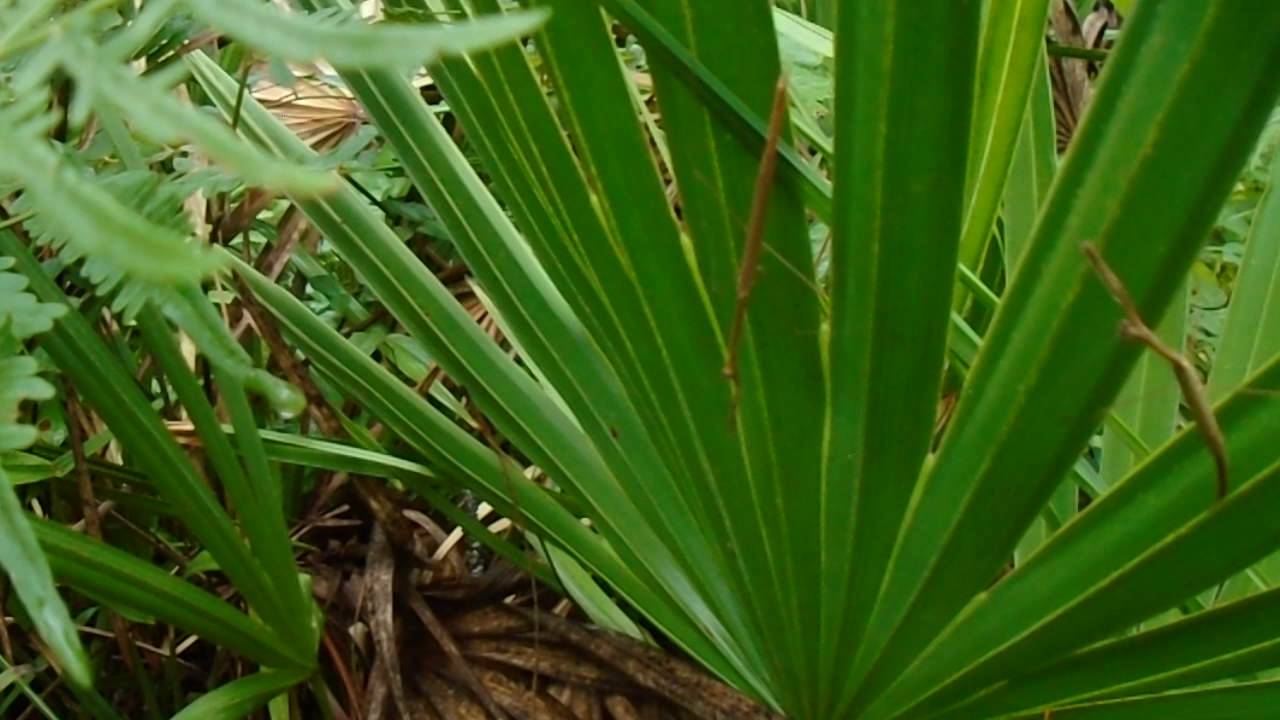 Palmetto Walking Sticks at Rock Springs Run State Preserve BMK Portion ...
