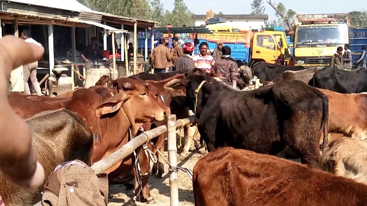 Patgram Cattle Hut : পাটগ্রাম গরুর হাট 🐮 - YouTube