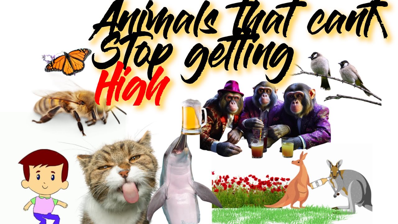 10 Animals Addicted to Getting High - (Must Watch!!!) - YouTube