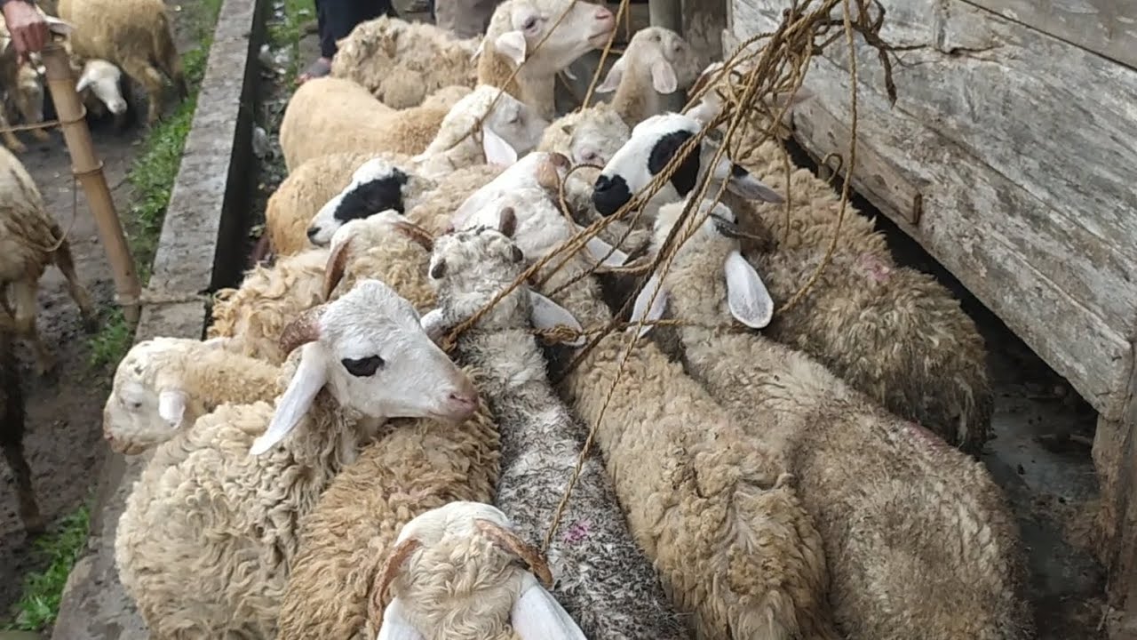 DOMBA GEMBEL LOKAL TEMANGGUNG, Harga Bakalan Domba Pasar Hewan ...