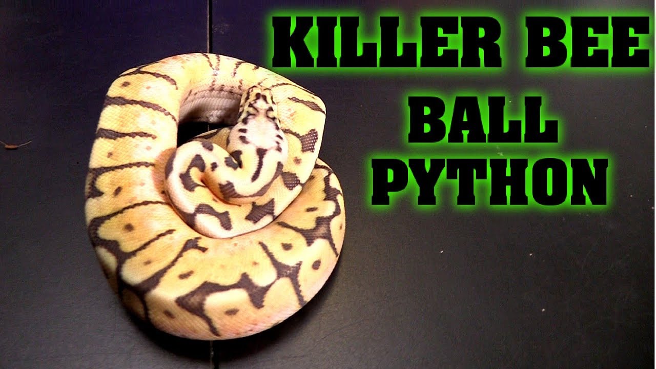 Killer Bee Ball Python