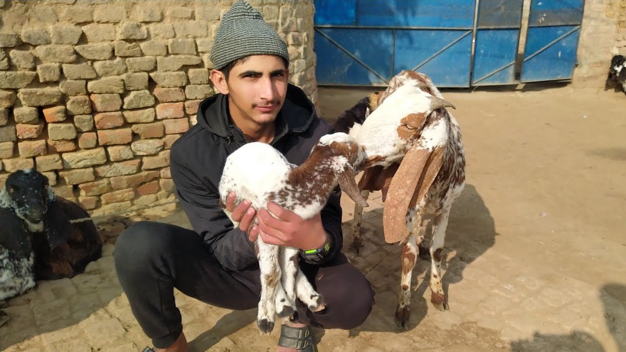Baby Goat 🐐 | kissing Mother | Amish Sidhu Vlogs - YouTube