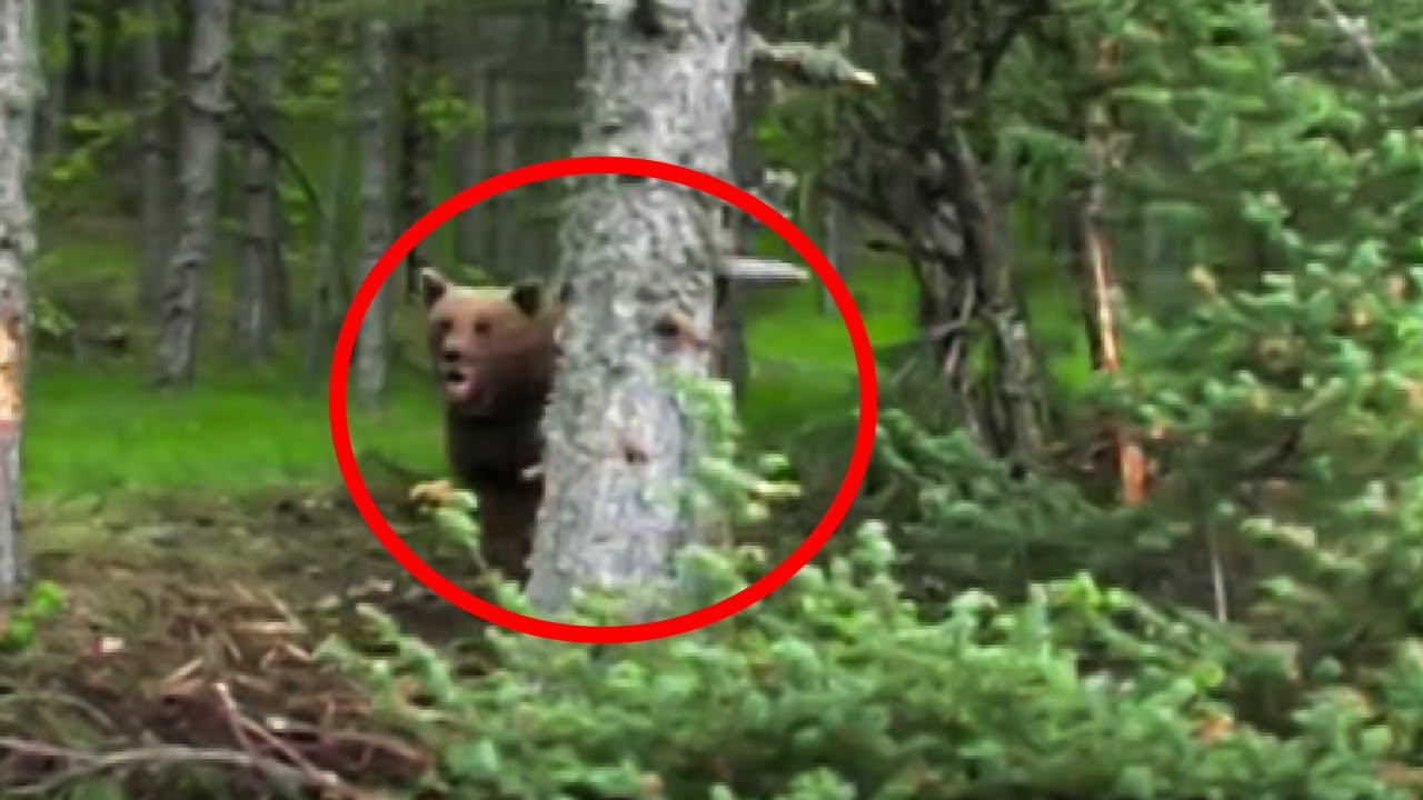 When This Bear Stepped In A Trap For 2 Days, Rescuers Stepped Into ...