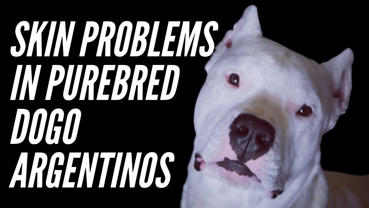 DOG SKIN IRRITATION IN PURE BRED DOGO ARGENTINO DOGS - YouTube