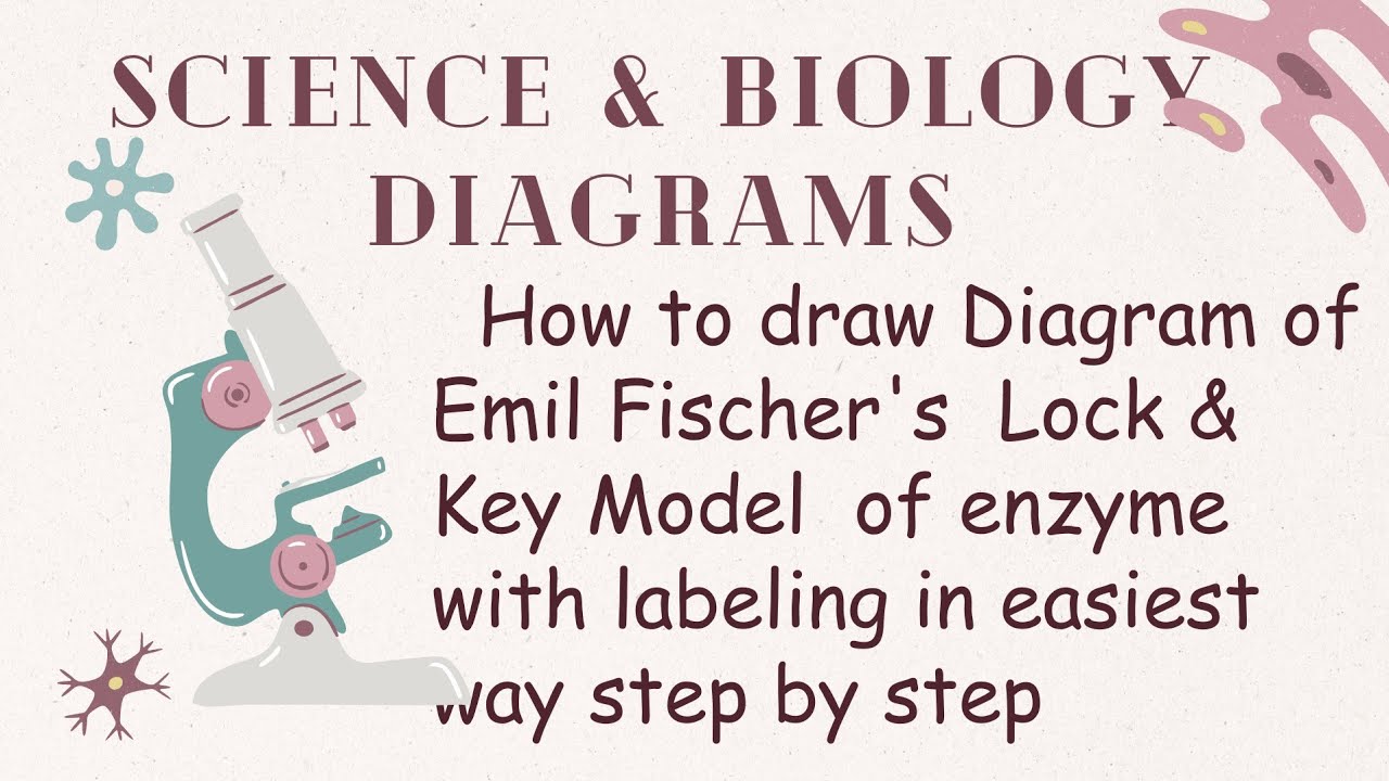 Learn how to draw diagram of lock and key model of enzyme action | # ...