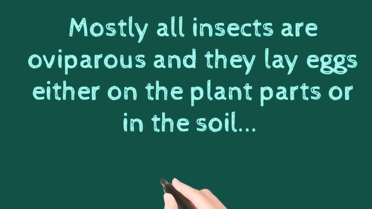 Do you know about Viviparity in insects?? - YouTube