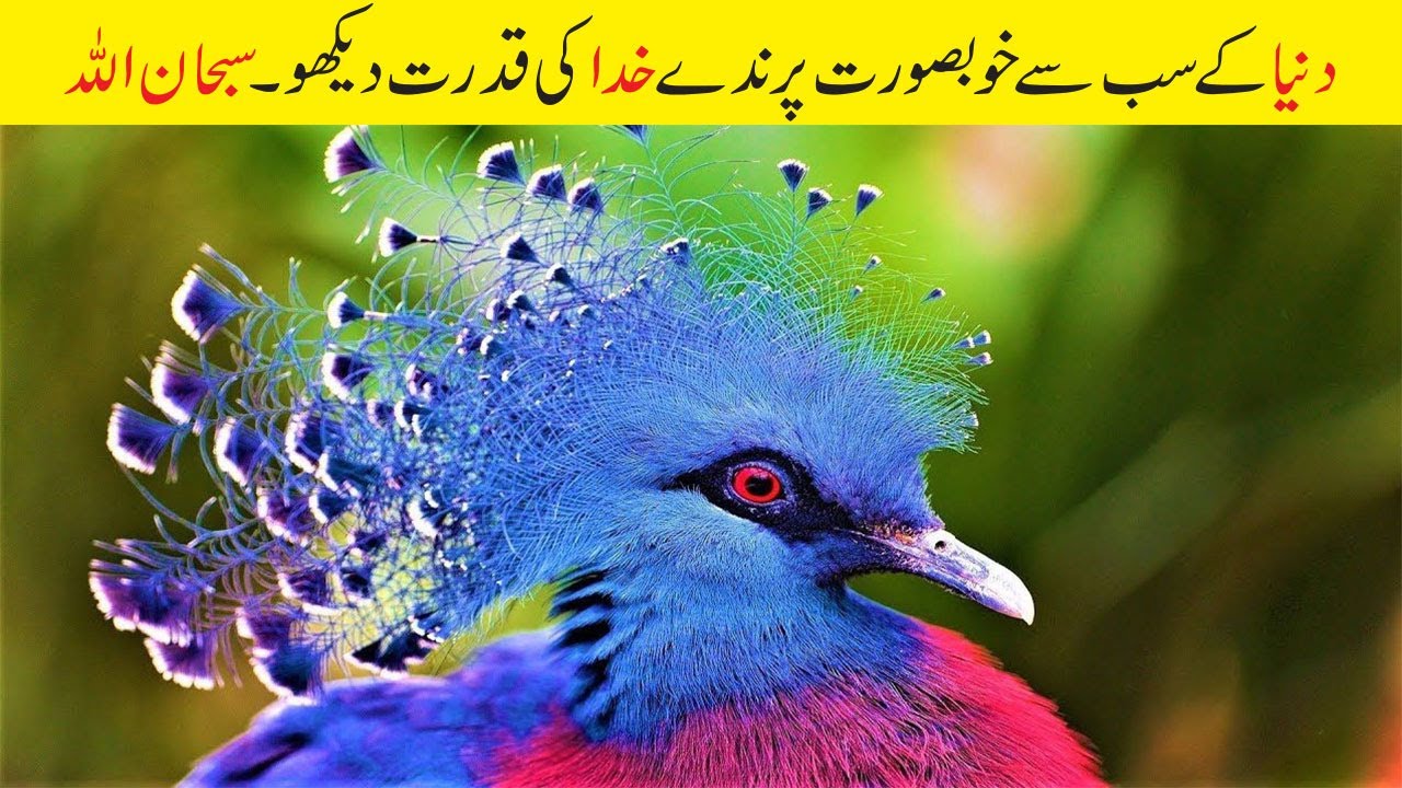 دنیا کے سب سے خوبصورت پرندے | Most Beautiful Birds on Planet Earth ...