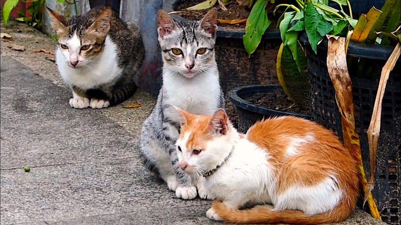 Adorable Stray Cat...activities Street Cat On The Street - YouTube