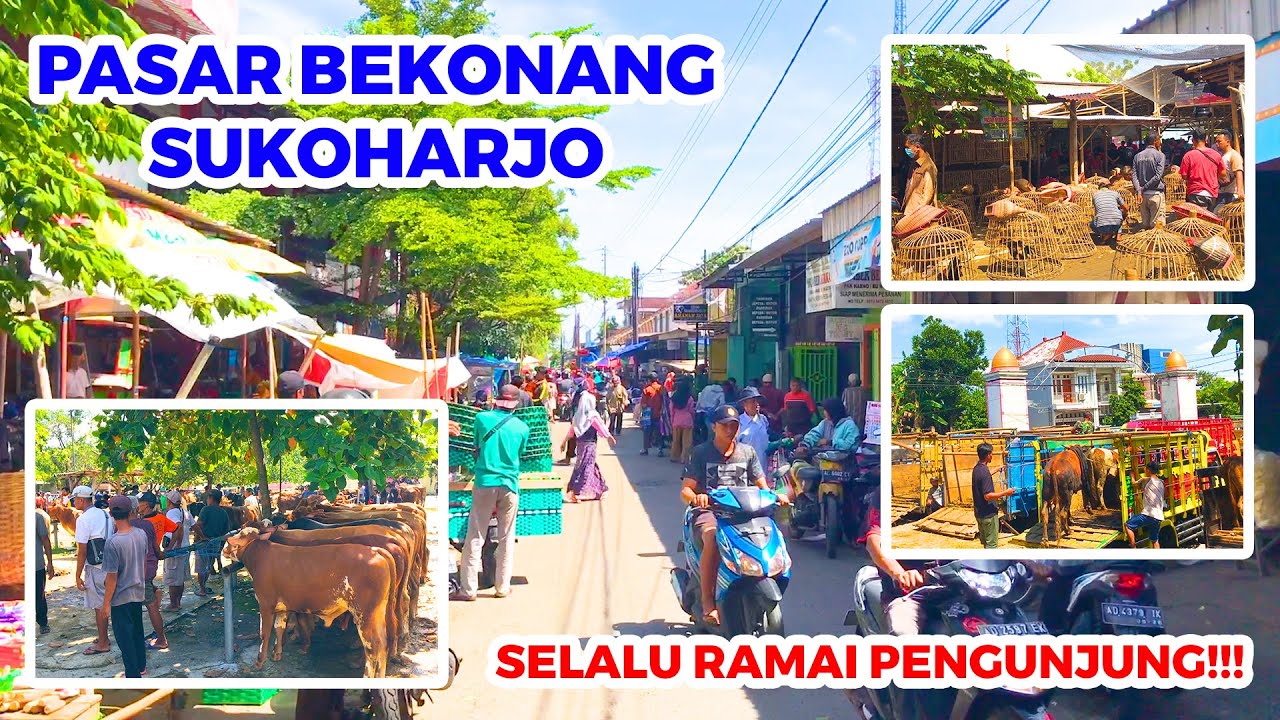 Pasar Sapi Terbesar Di Solo Raya - YouTube