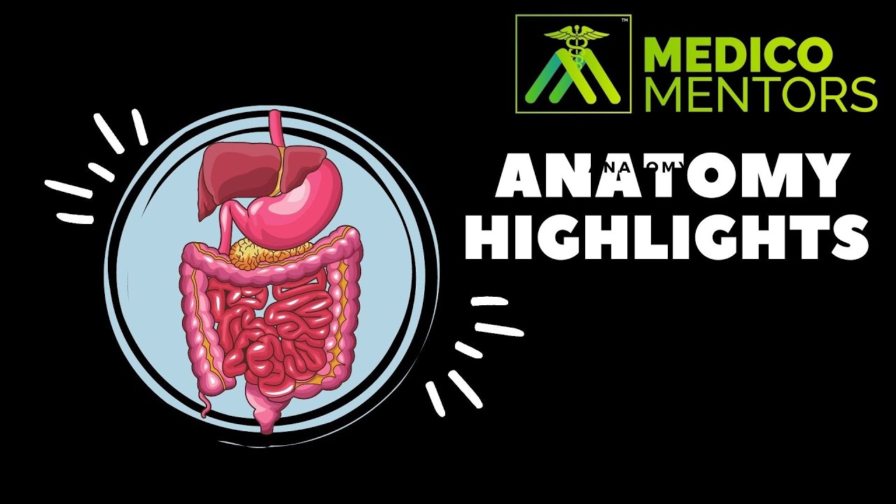 Anatomy splanchnology highlights - YouTube