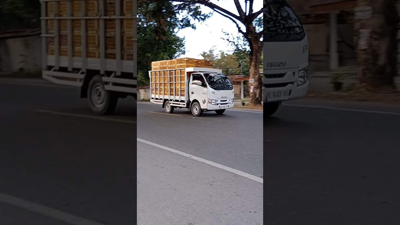 Mobil Isuzu pengangkut ayam - YouTube