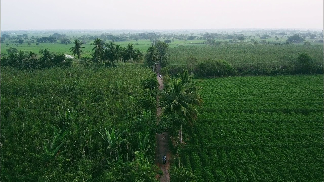 Betel Farming Agricultural - YouTube